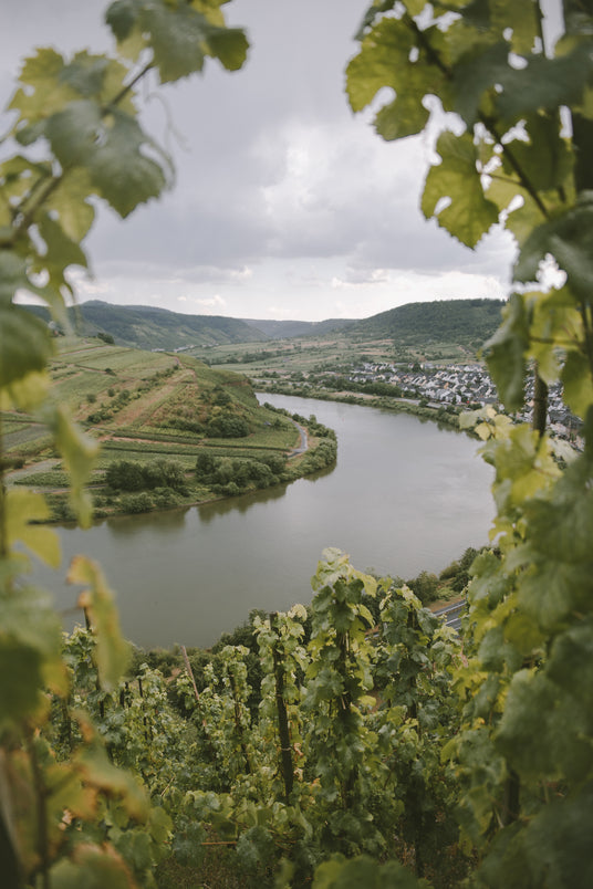 Hundsrück GG Pinot Noir 2023 – Collectors Wine World GmbH